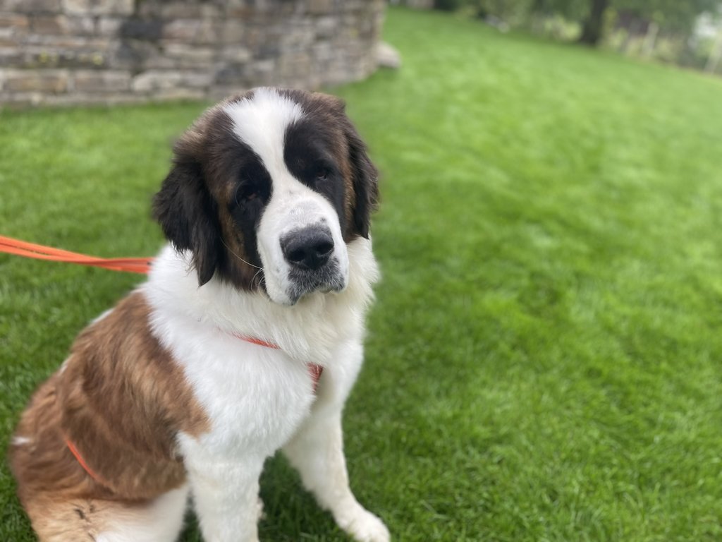 das Portal für bunte Notfälle - Rhonja